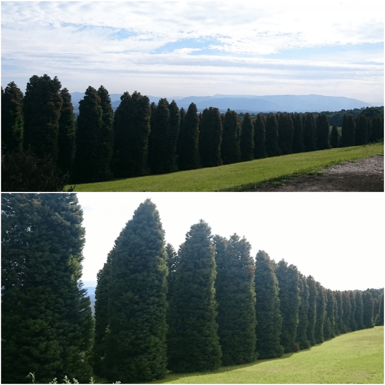 Hamer Arboretum & Woolrich Lookout, Dandenong Ranges