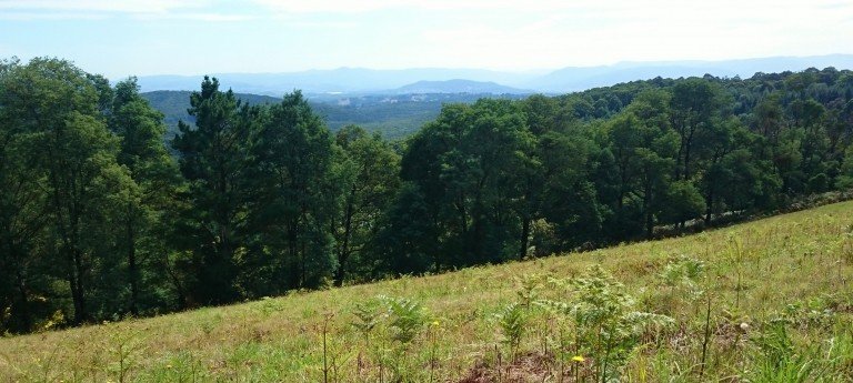 Hamer Arboretum & Woolrich Lookout, Dandenong Ranges