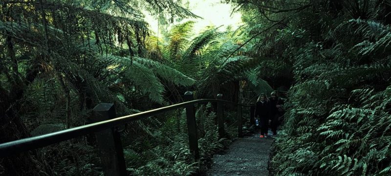 1000 Steps: Best Hike in the Dandenong Ranges National Park