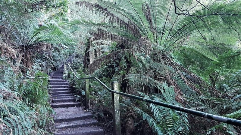1000 Steps: Best Hike in the Dandenong Ranges National Park