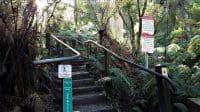 1000 Steps: Best Hike in the Dandenong Ranges National Park